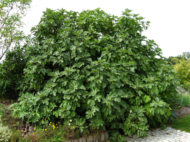 Figuier (Figue) : planter, cultiver, récolter
