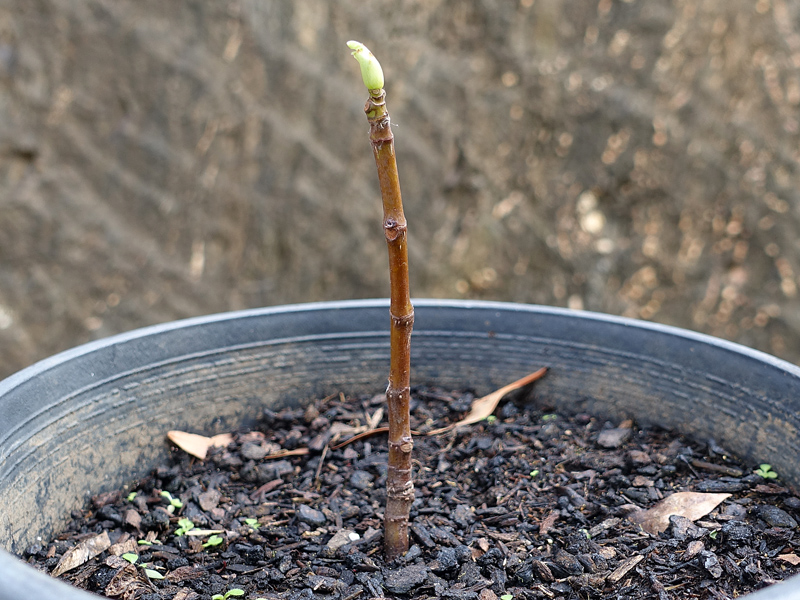 Multiplier le figuier