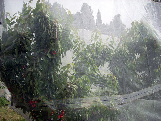 Le filet anti-insectes