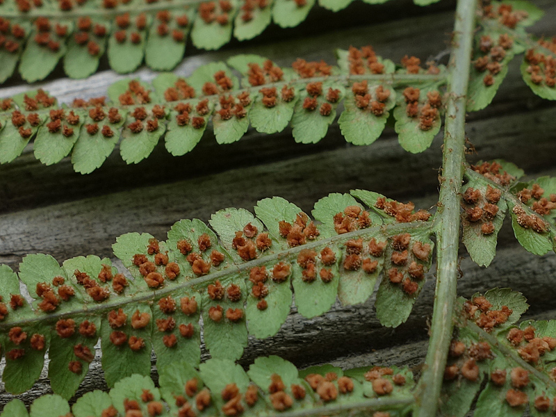 La reproduction des fougères
