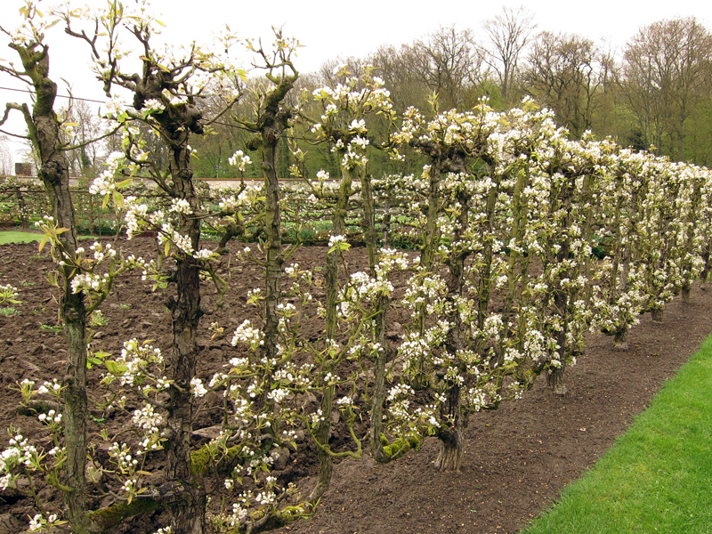 L'entretien des arbres fruitiers
