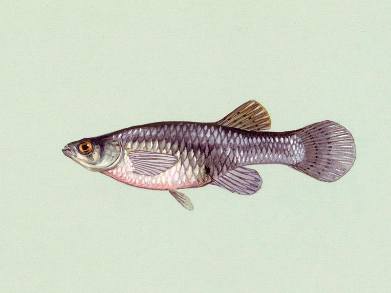 La gambusie, contre les moustiques