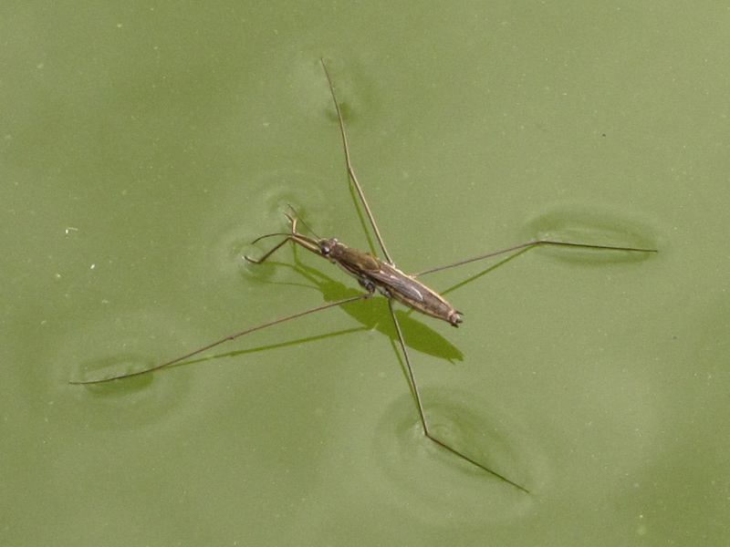 Les insectes aquatiques