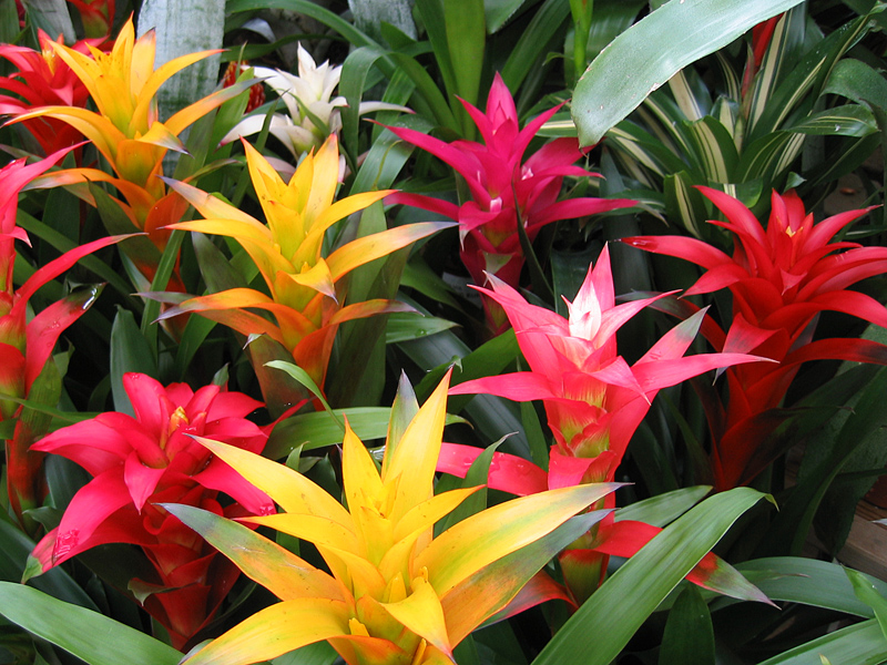 Comment entretenir un guzmania