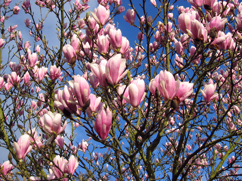 Magnolia : l'élégance des fleurs en tulipe ou en étoile