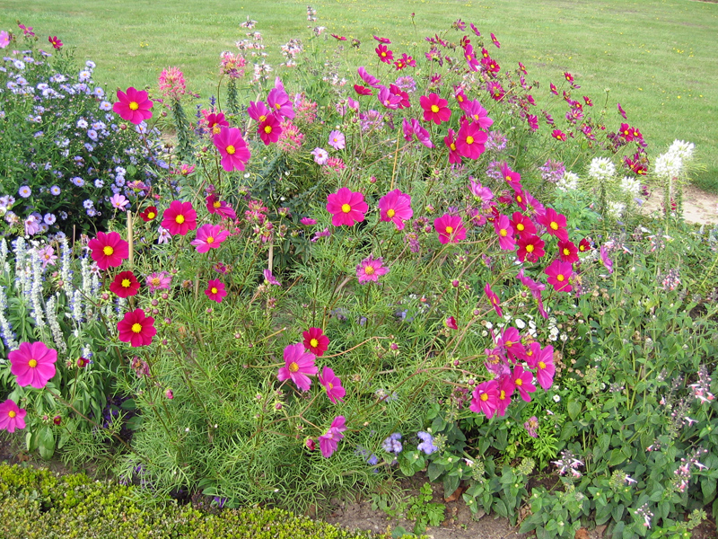 Calendrier des semis de plantes annuelles