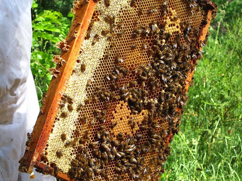 Comment choisir son miel