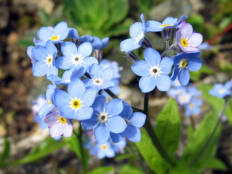 Myosotis : planter, cultiver, multiplier
