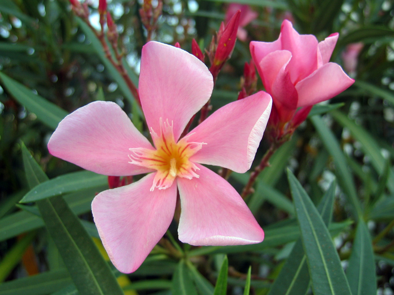Laurier rose, Nerium oleander : planter, cultiver, multiplier