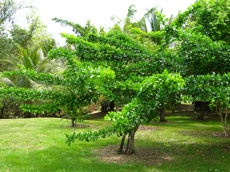 Les bienfaits des orangers