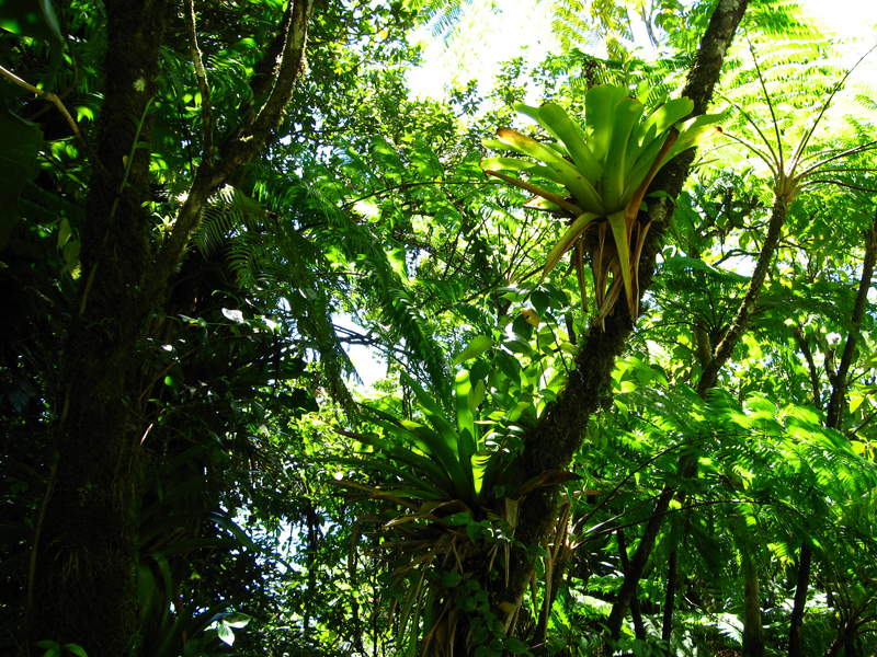 Le parc national de la Réunion