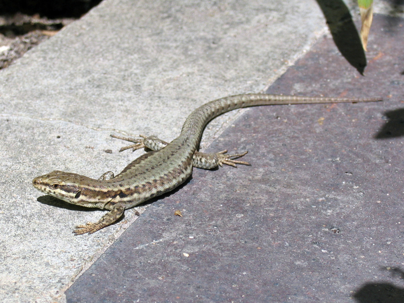 Le lézard des murailles