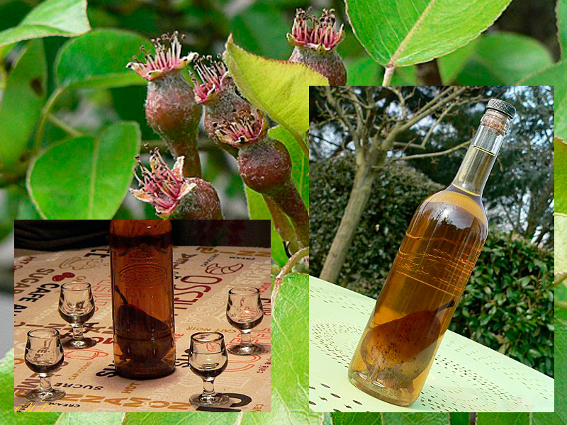 Mettre une poire en bouteille