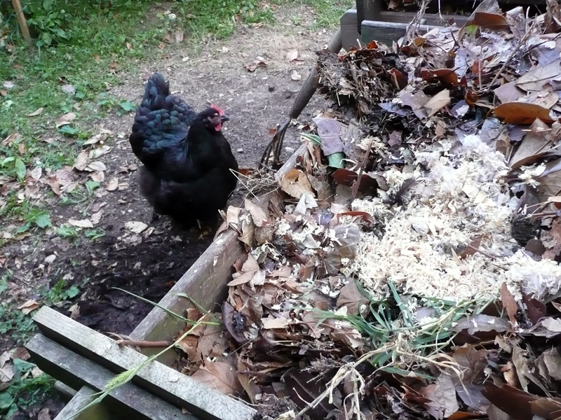 La fiente de poule, un engrais naturel et de qualité