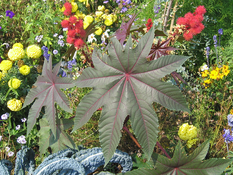 10 arbustes originaux