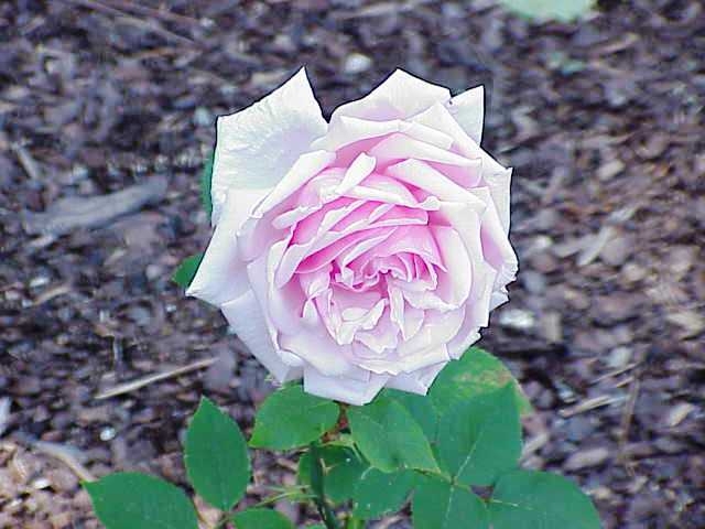 Les rosiéristes français célèbres