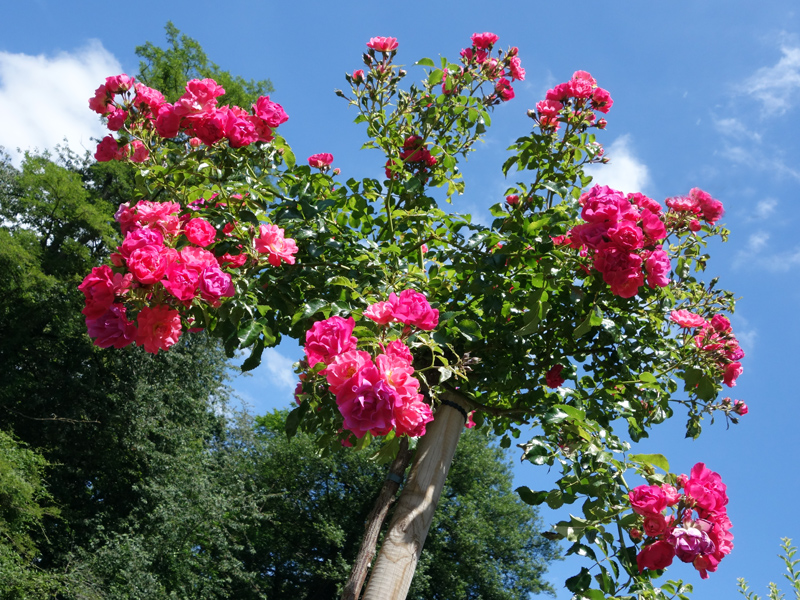 Le rosier tige, plantation, entretien et taille