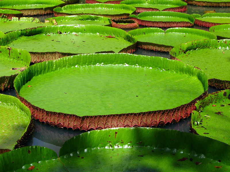 La feuille, l'élément indispensable à la survie des plantes