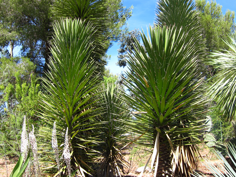 Palmier noir, Yucca decipiens : planter, cultiver, multiplier
