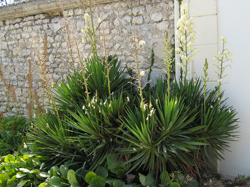 Les yuccas rustiques Les yuccas rustiques