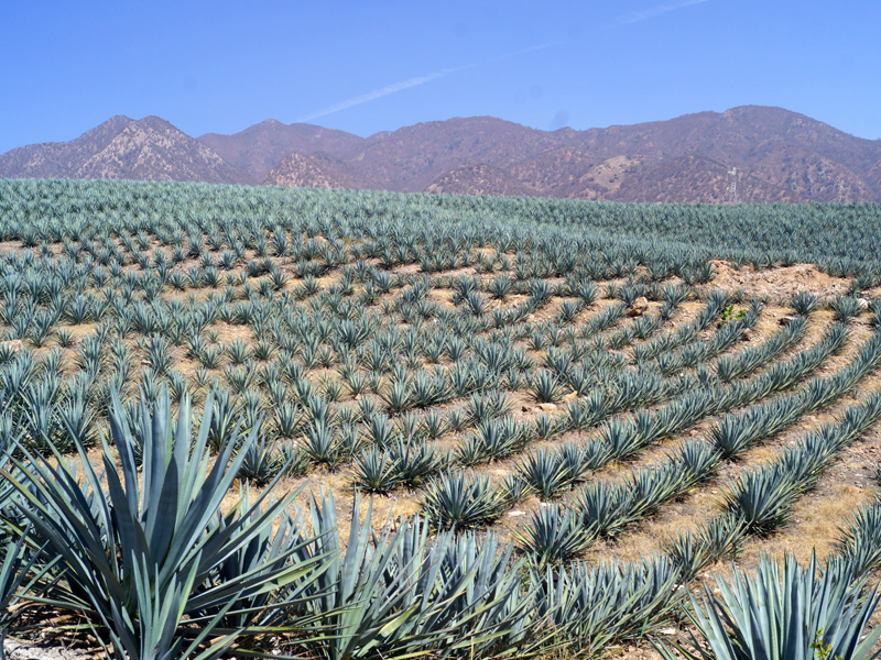 Agave bleu, Agave à téquila, Agave tequilana : planter, cultiver ...