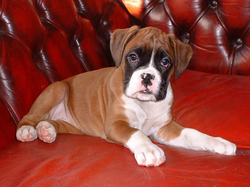 Le Boxer, un chien sportif au coeur tendre