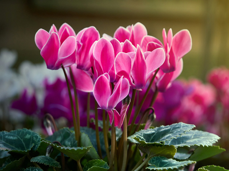 Questions fréquentes sur le cyclamen