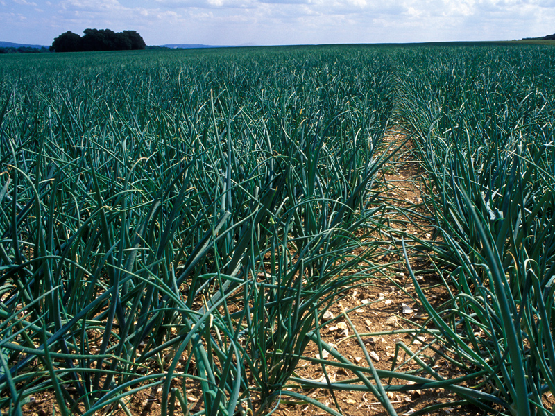Des échalotes pour tous les goûts