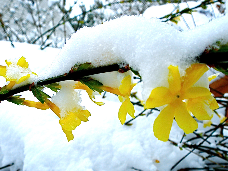 10 fleurs pour l'hiver