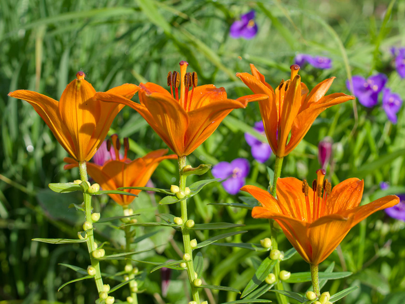 Lis orangé, Lilium bulbiferum : planter, cultiver, multiplier