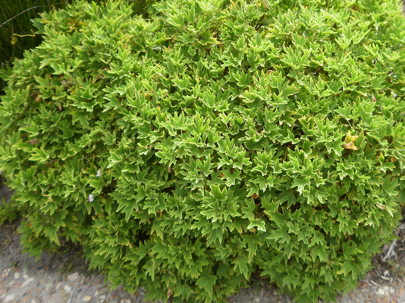 Géranium citronnelle, Pélargonium citron, Pelargonium citronellum ...