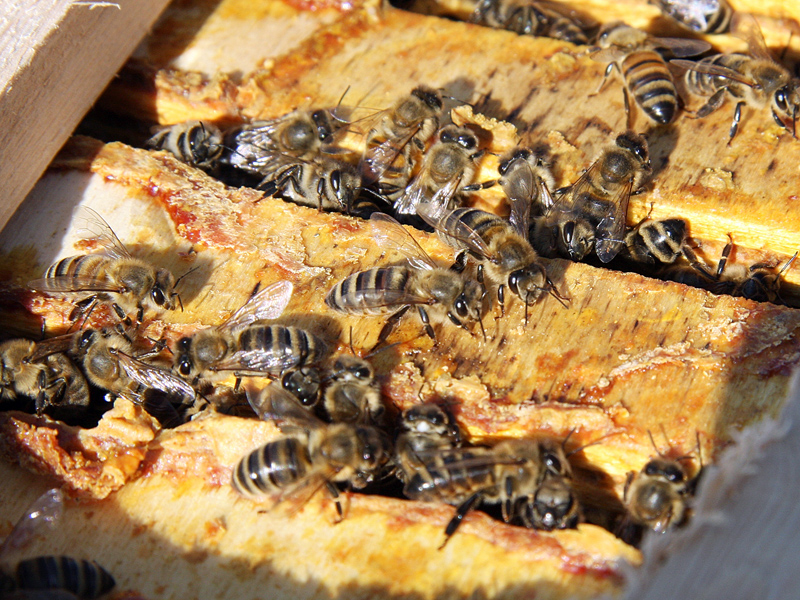 La propolis, reine des produits de la ruche
