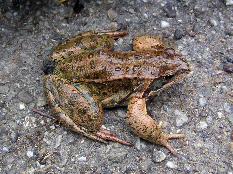La grenouille rousse, un petit batracien à préserver