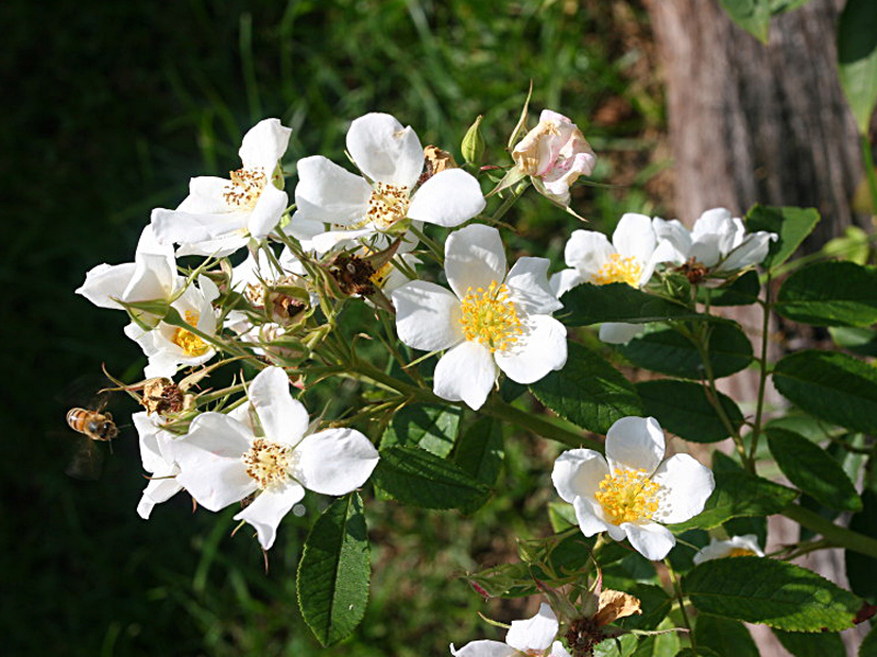 Rosier musqué, Rose musquée, Rosa moschata : planter, cultiver, multiplier