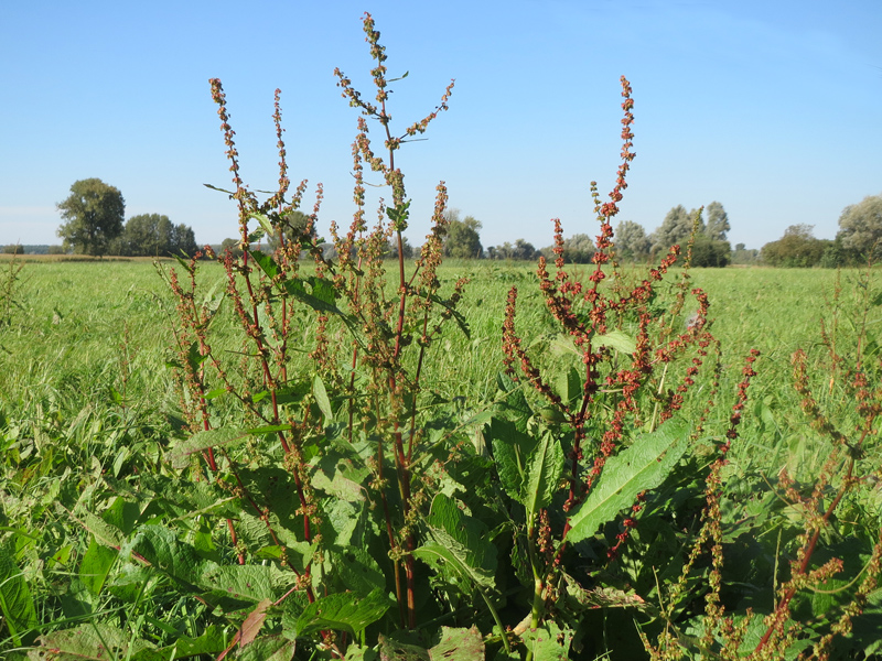 Éliminer le rumex