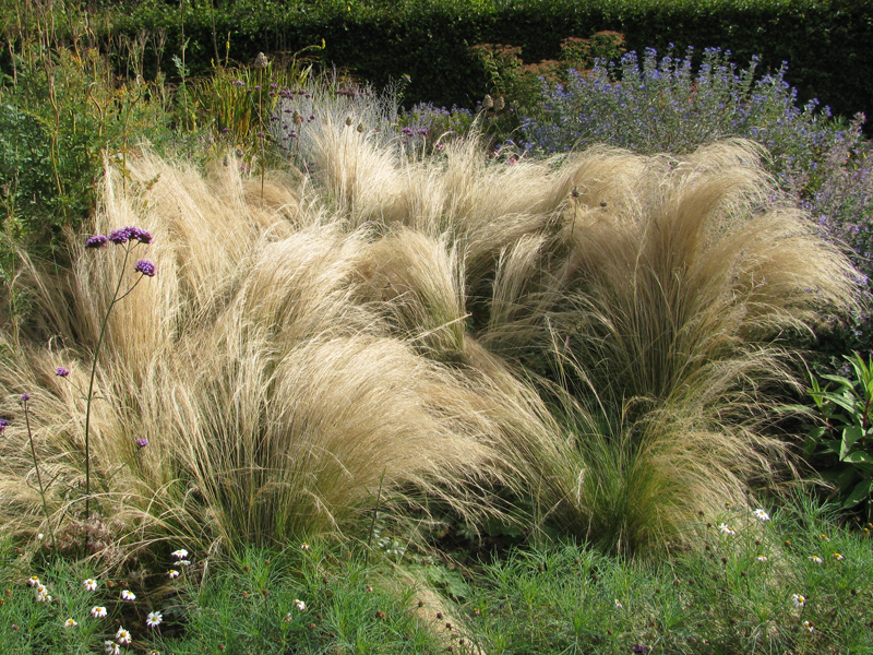 Cheveux d'ange, Stipa tenuissima : planter, cultiver, multiplier