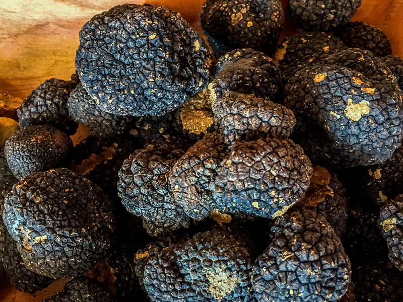 Comment bien choisir un plant truffier