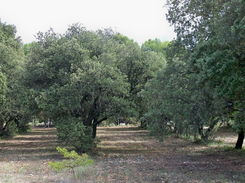 Comment obtient-on un plant truffier