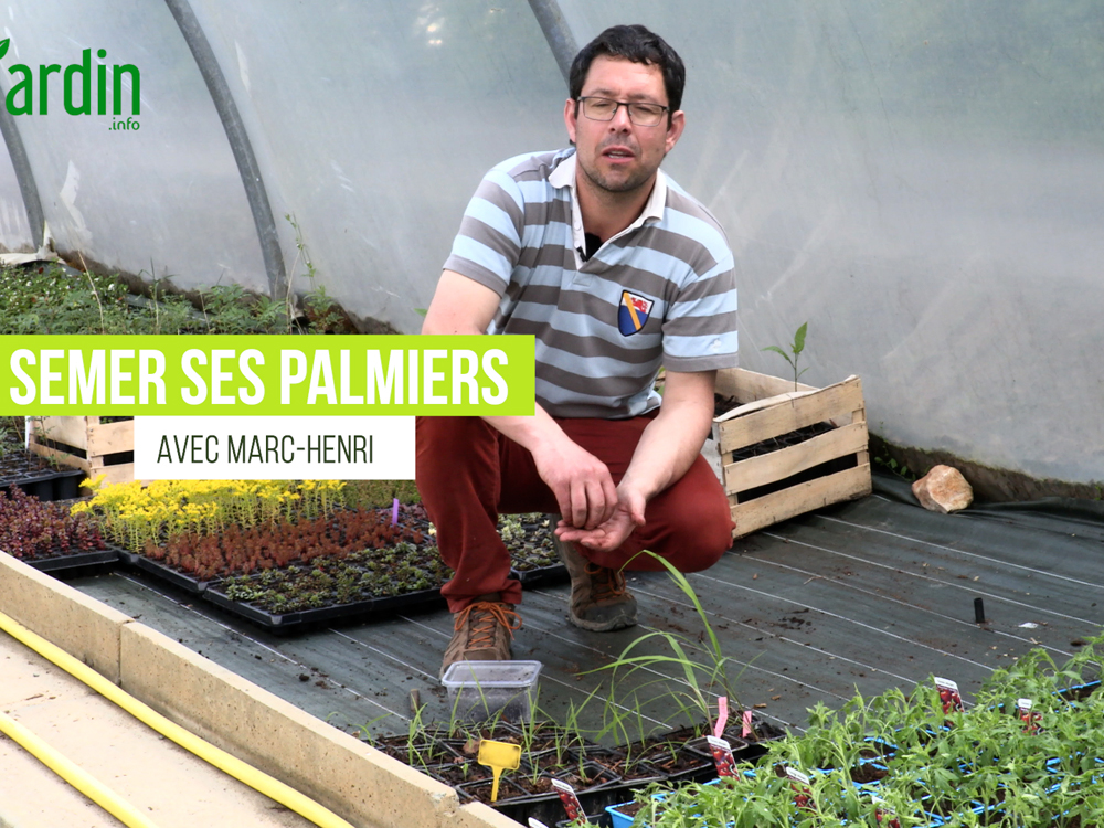 Comment semer et repiquer des palmiers