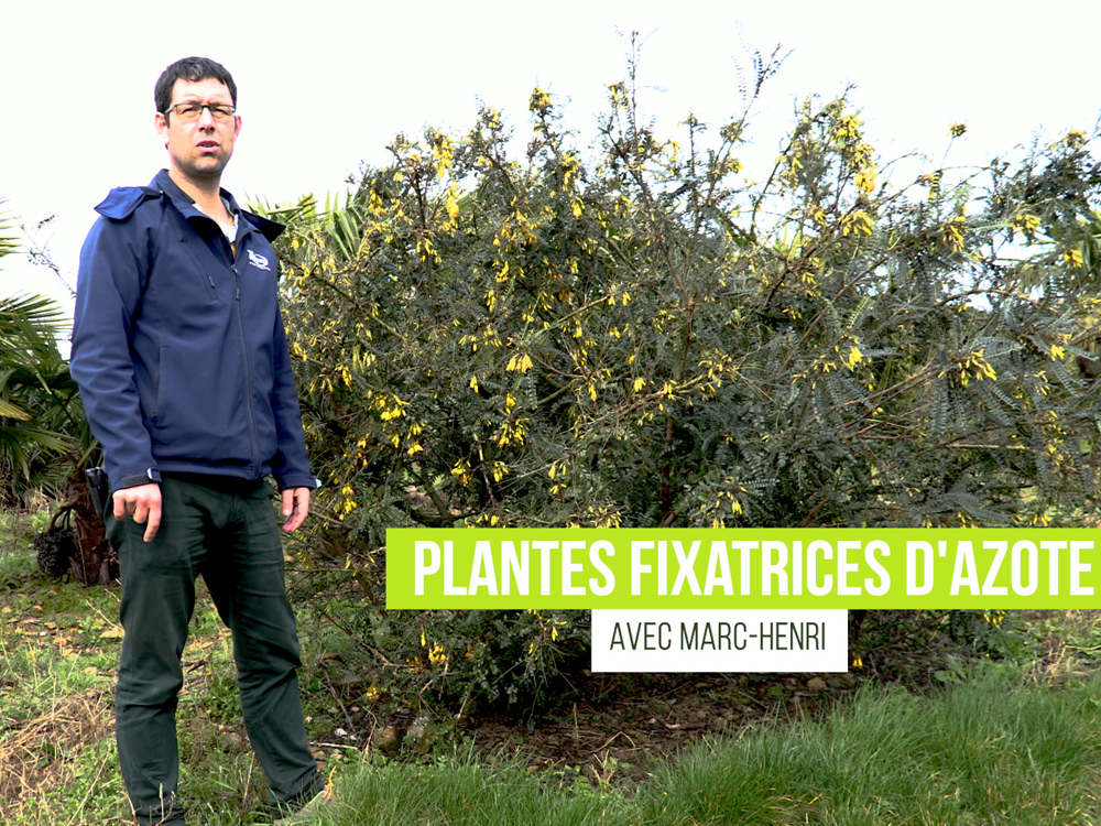 Les plantes fixatrices d'azote pour enrichir le sol