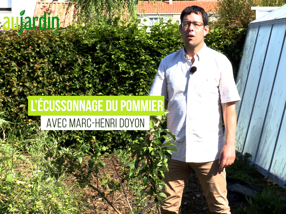L'écussonnage du pommier, une technique de greffe pour multiplier une ...