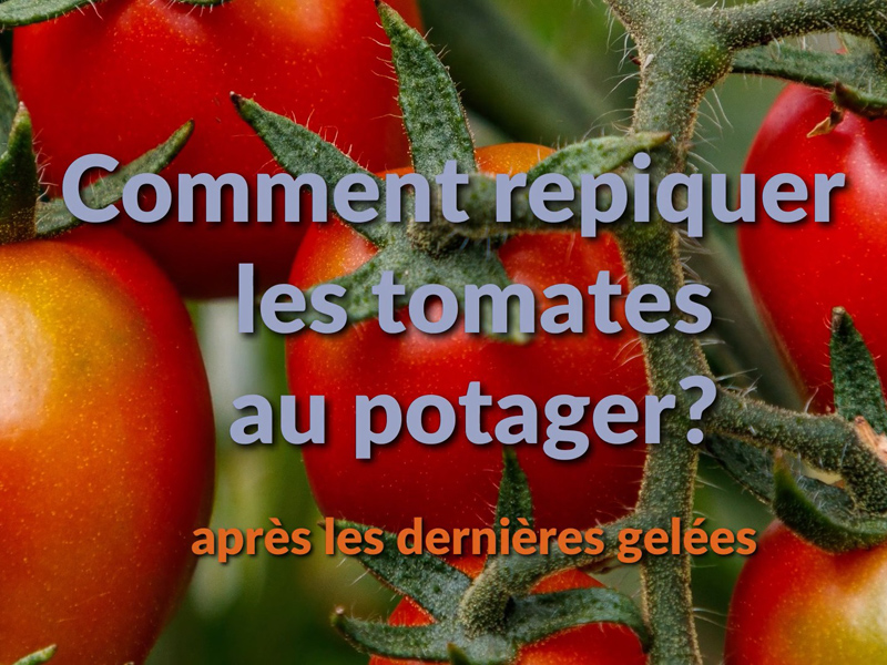 Comment repiquer les tomates au potager