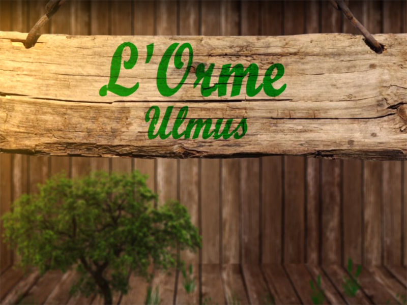 Orme champêtre et l'orme diffus : fiche botanique